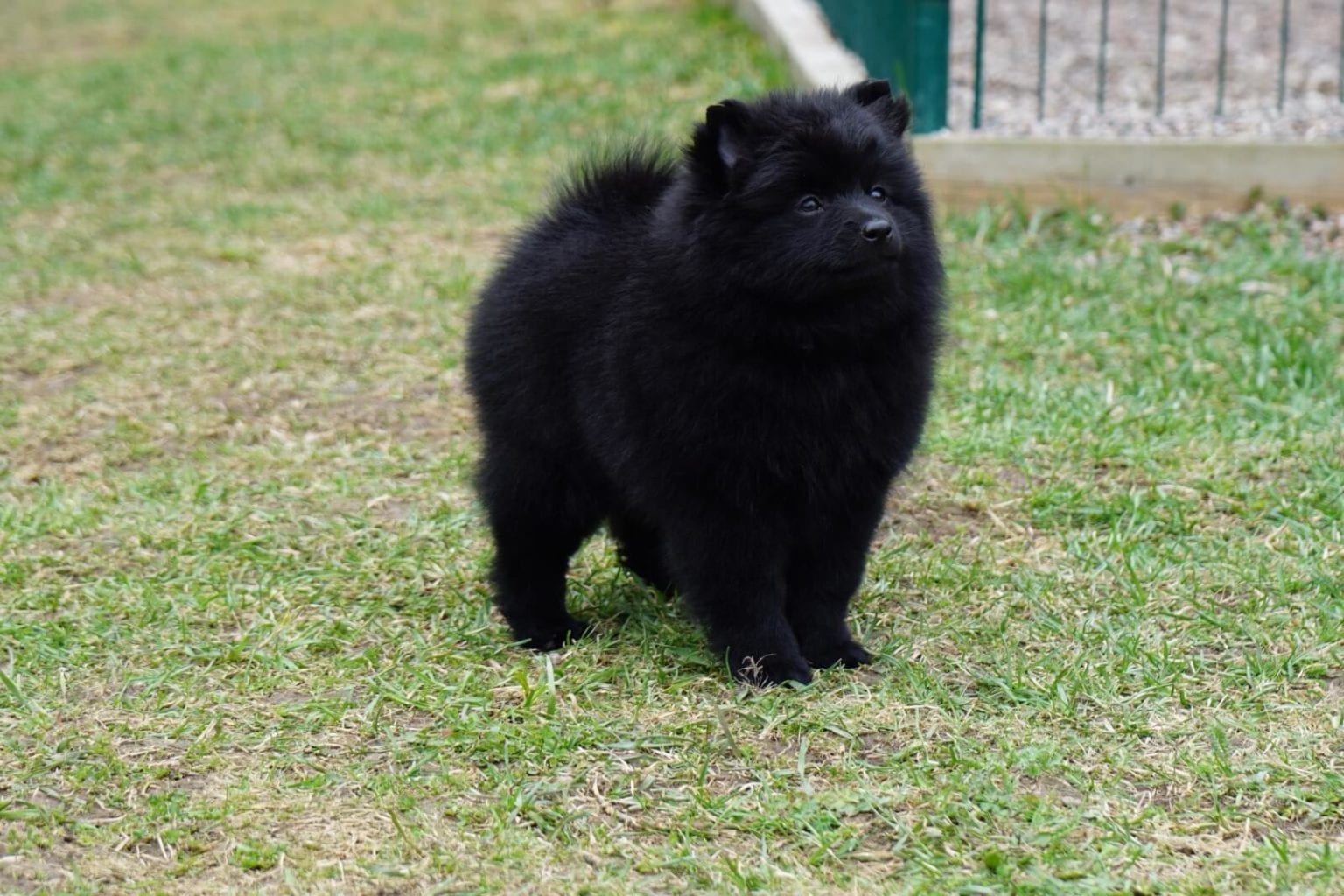 Uppfödare Tysk spets Mittelspitz / Kennel Schärott/Stall Hagalund