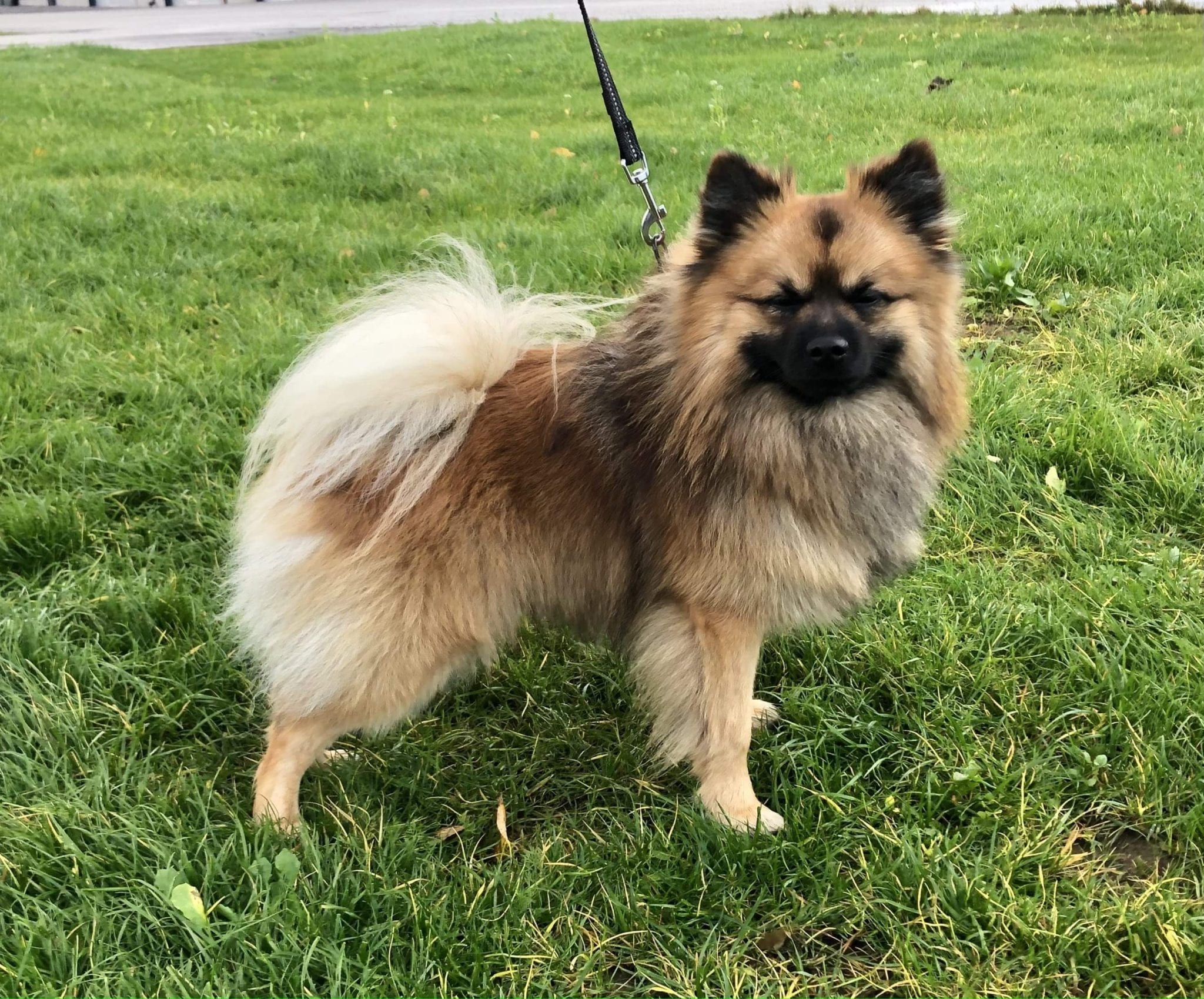 Uppfödare Tysk spets Mittelspitz / Kennel Schärott/Stall Hagalund